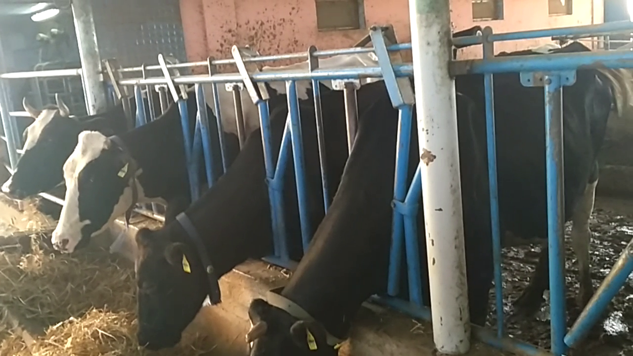 Identifying Livestock With Yolo V3 Object Detection Using Pytorch 5640